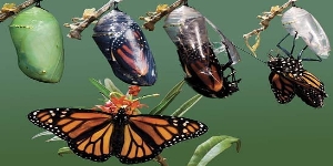 Shell of Life | Capricorn City